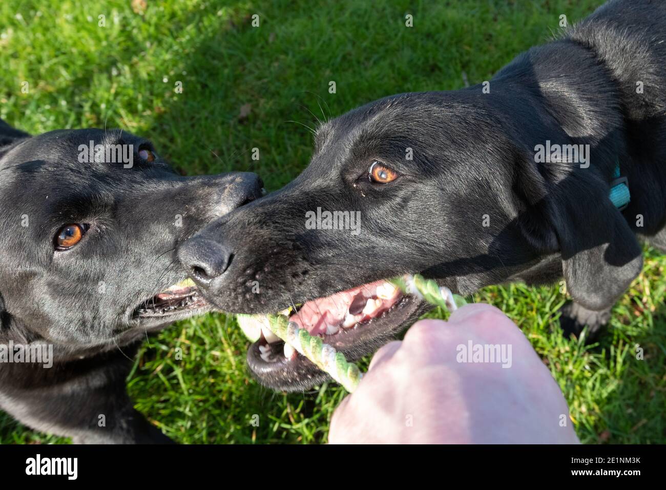 Portrait of two black Labradors playing tug of war with a dog owner ...