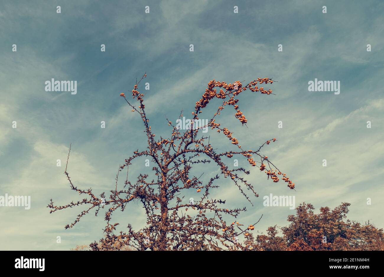 Apple tree without leaves hi-res stock photography and images - Alamy
