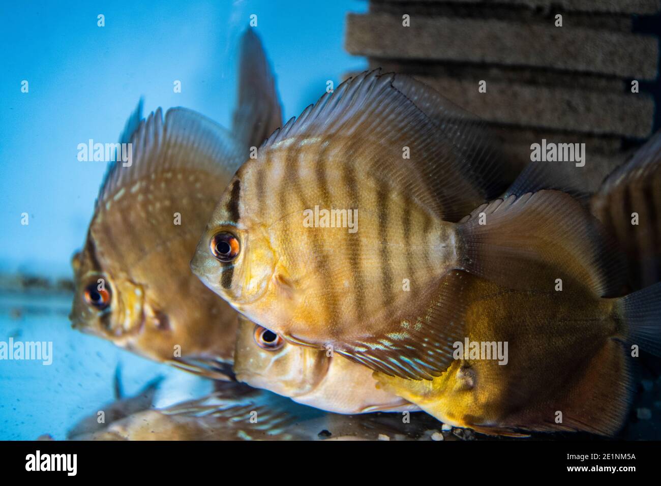 Turquoise Discus (Symphysodon Aequifaciatus Haraldi-juvenile) in ...