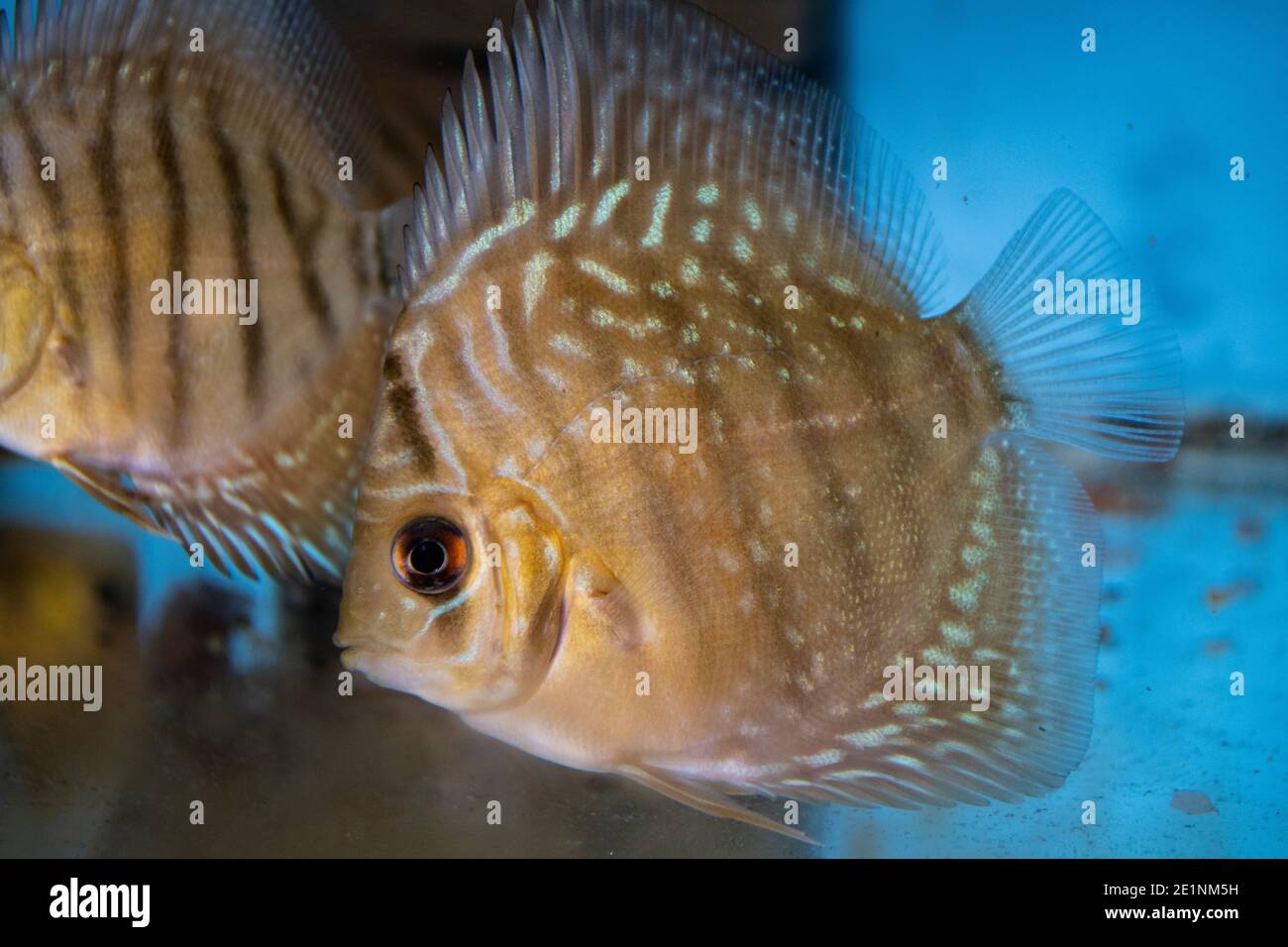 Turquoise Discus (Symphysodon Aequifaciatus Haraldi-juvenile) in ...