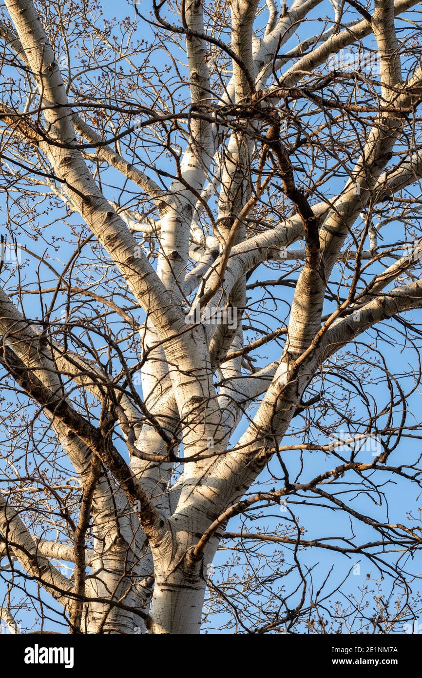 Long thick wood branch hi-res stock photography and images - Alamy