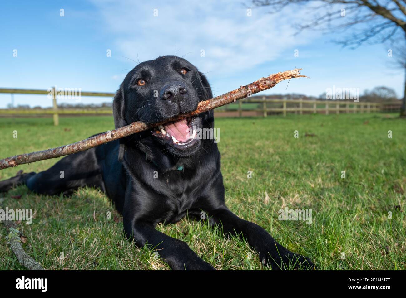 Portrait of a young pedigree black Labrador chewing a stick Stock Photo ...