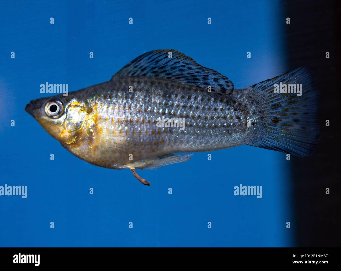 Poecilia Velifera High Resolution Stock Photography and Images - Alamy