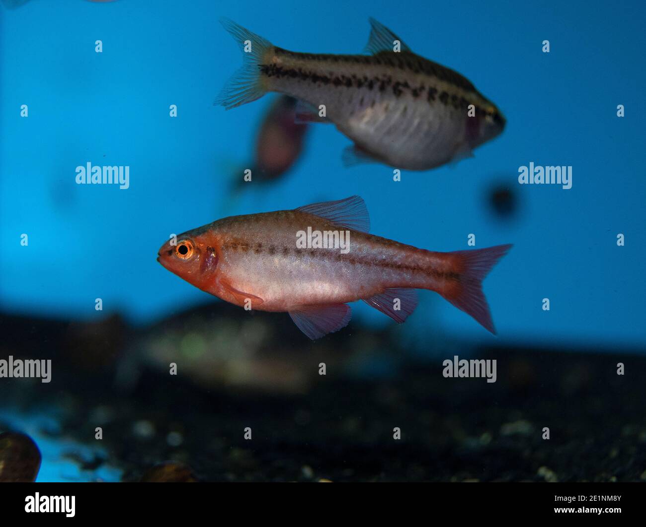 Red cherry barb juvenile in freshwater tropical aquarium Stock Photo ...