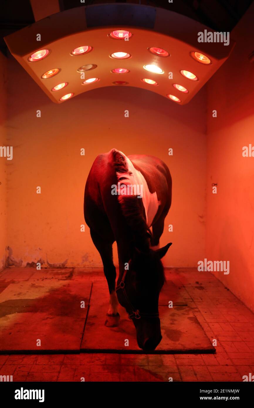 Young horse enjoying equine solarium at rural riding hall winter time ...