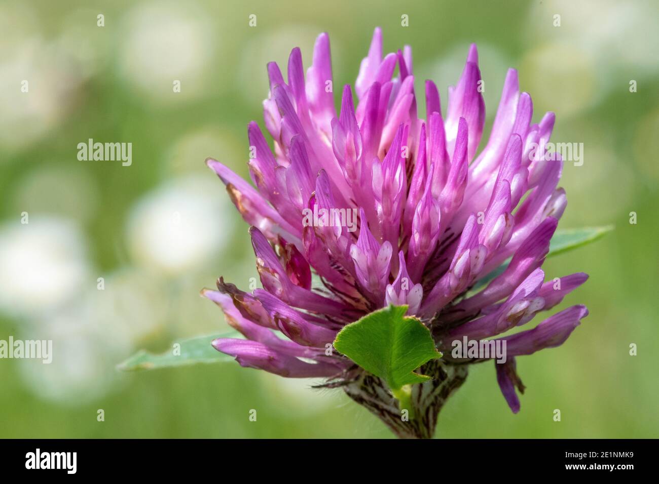 Maco flora hi-res stock photography and images - Alamy