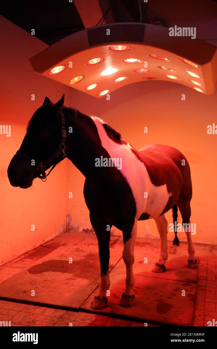 Young horse enjoying equine solarium at rural riding hall winter time ...