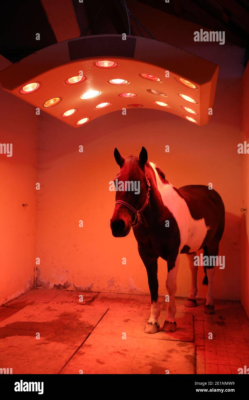 Young horse enjoying equine solarium at rural riding hall winter time ...