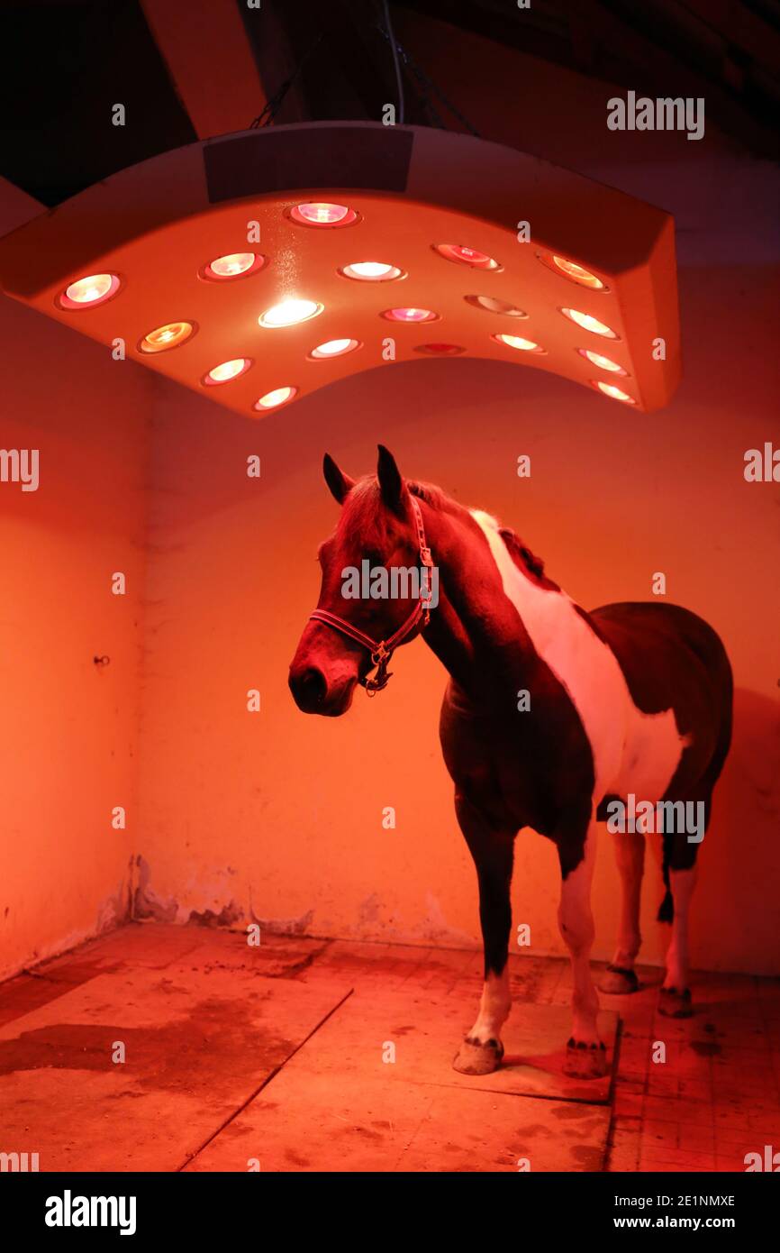 Solarium horse hi-res stock photography and images - Alamy