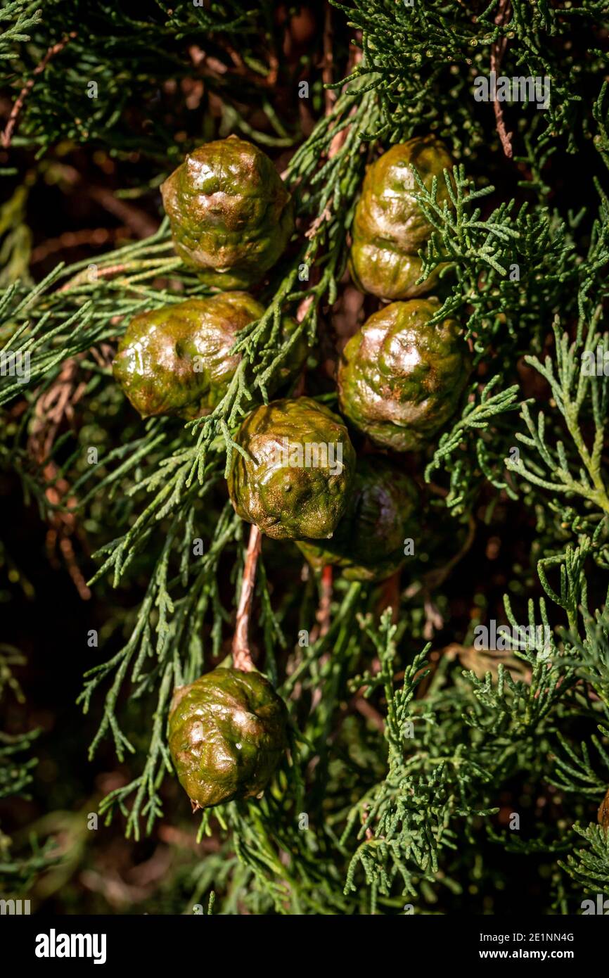 Cypress cone hi-res stock photography and images - Alamy