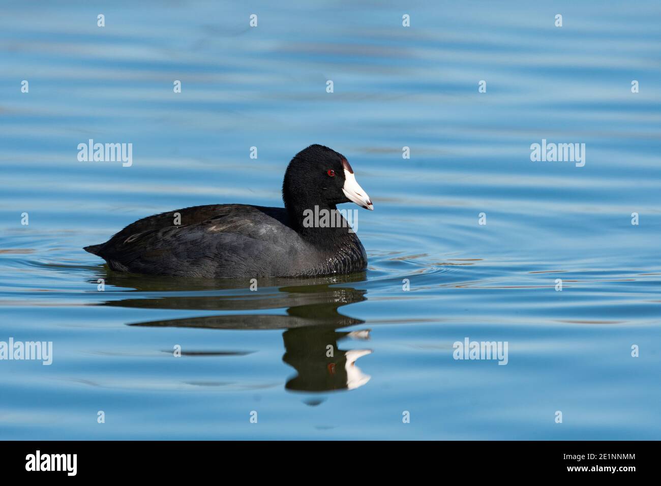 American coot duck hi-res stock photography and images - Alamy