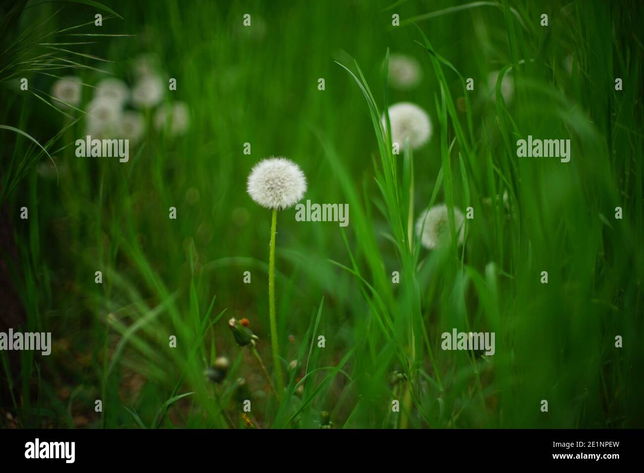 Round fluffy dandelion flowers grow in green spring garden, side view ...