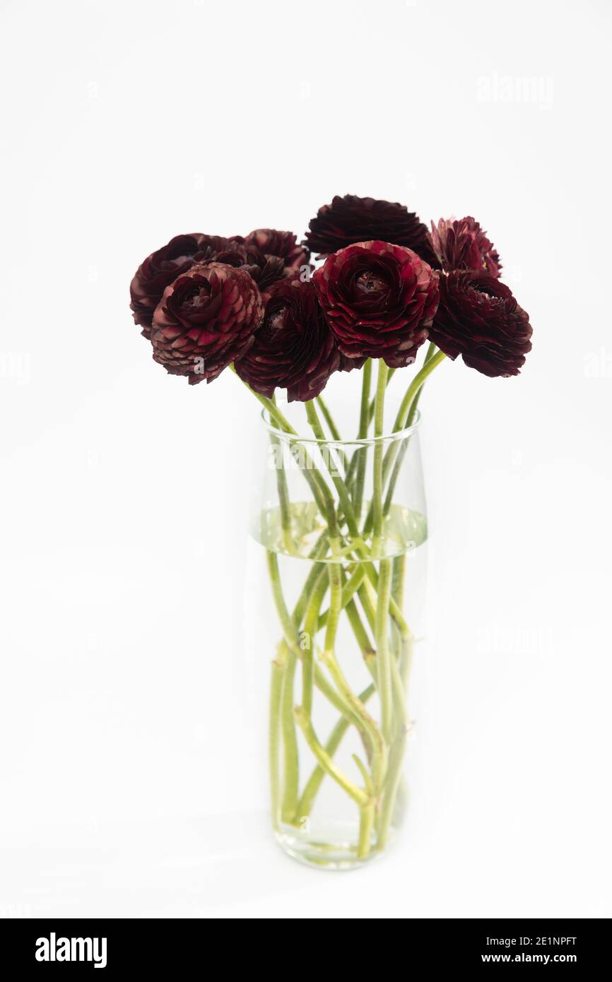 A bouquet of dark brown burgundy ranunculus are in a tall glass vase on ...