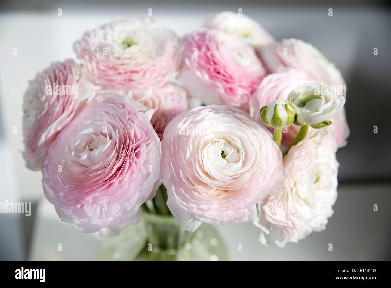 the Bouquet of pale pink Persian buttercups isolated on pale gray. Copy ...