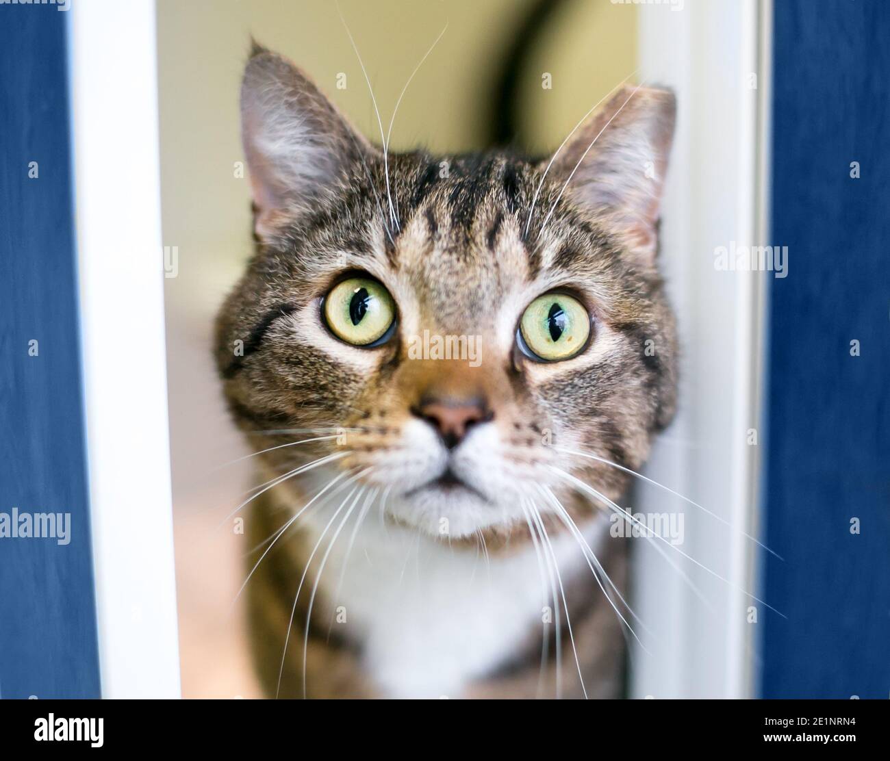 Feral cat ear tip hi-res stock photography and images - Alamy
