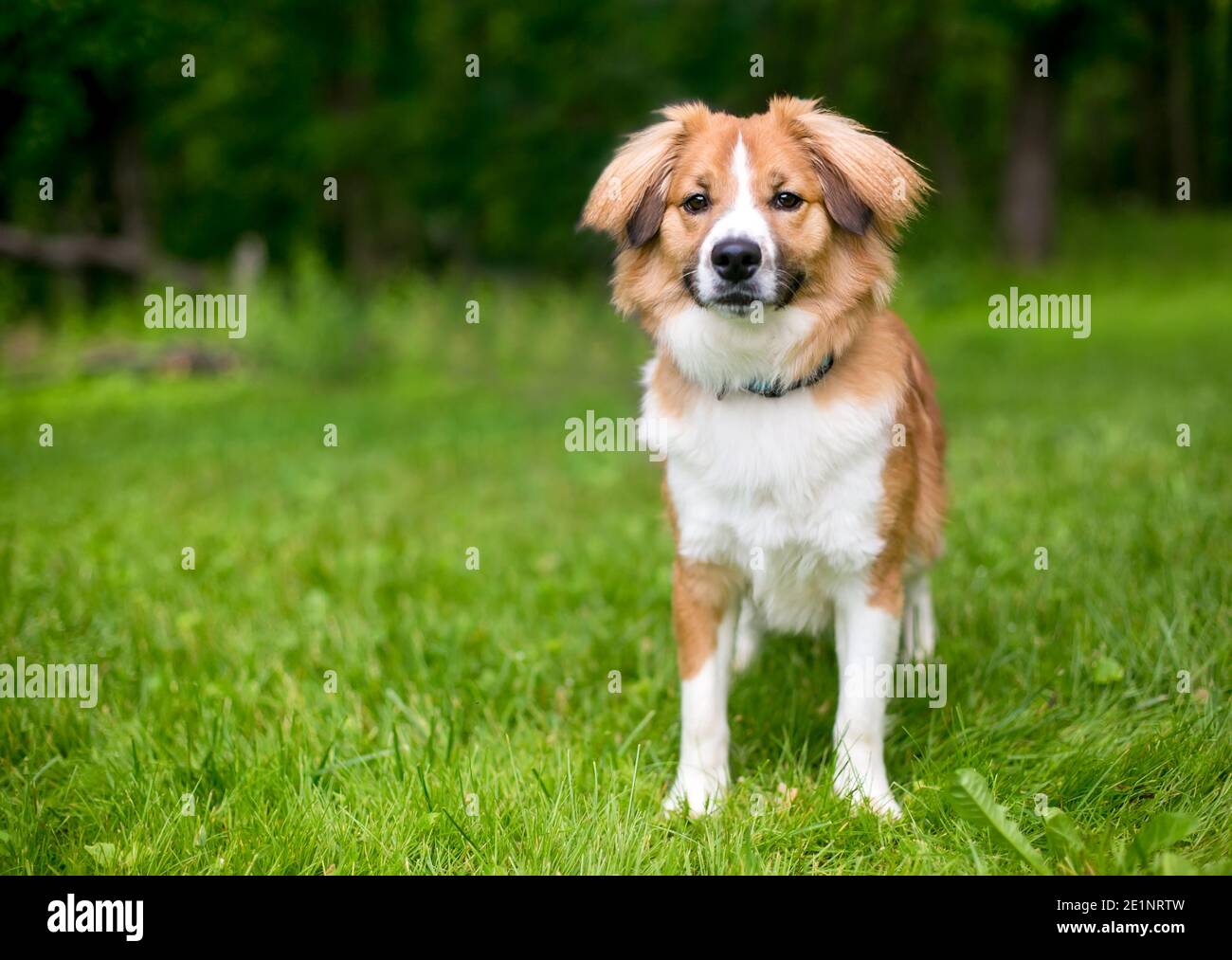 A red and white Spaniel mixed breed dog with fluffy hair on its ears ...