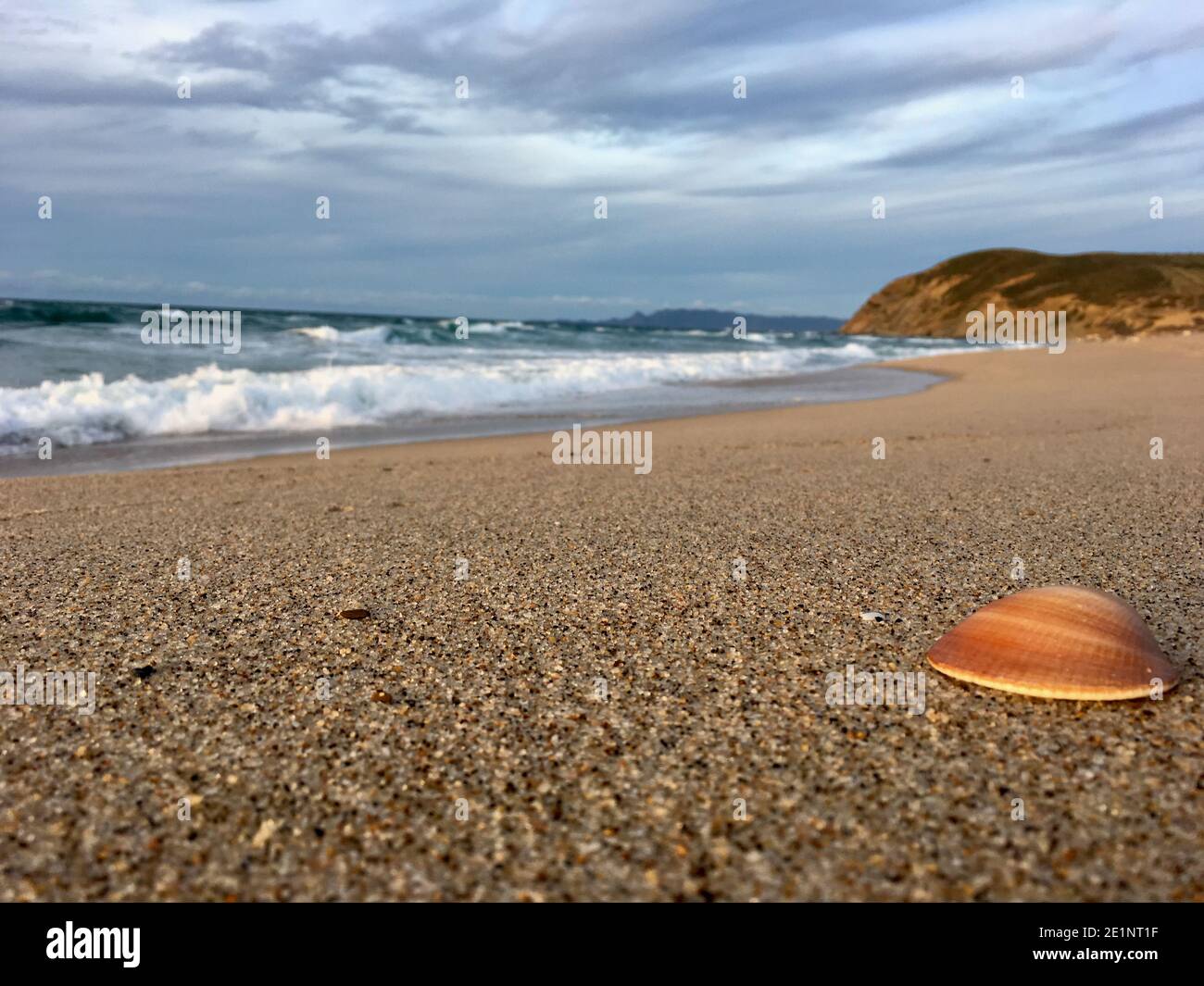 oyster shell blue times at sunset on the beach of wavy Mediterranean ...