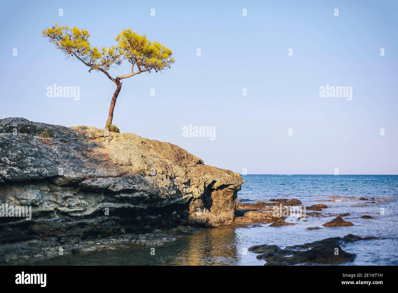 A single tree that grew on a large rock by the sea in Turkey Antalya ...