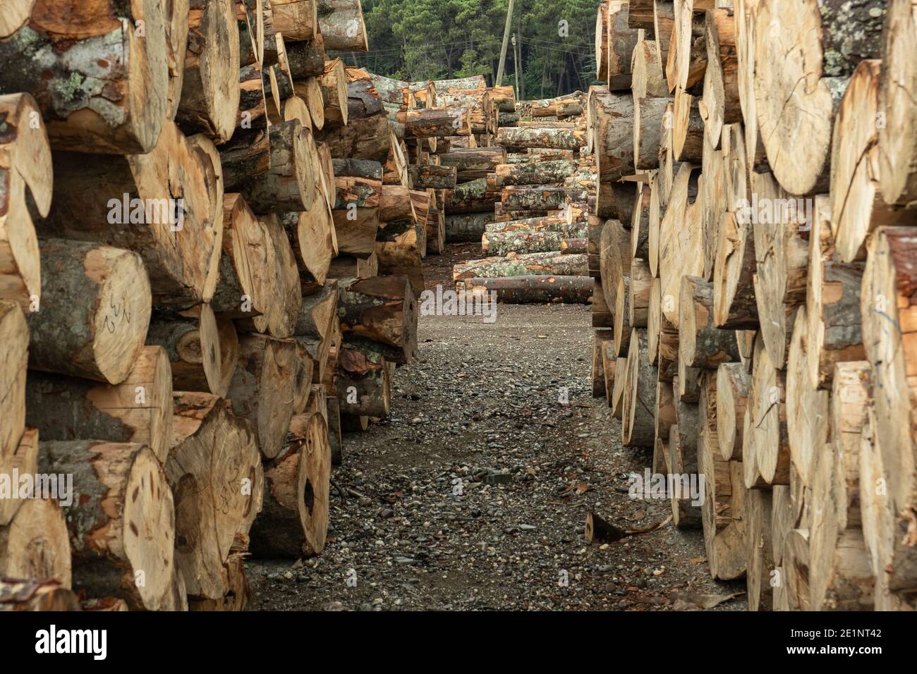 Pile of wood logs in field for forest industry. Line side by side ...