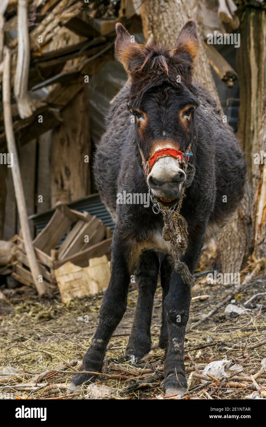 Brown donkey grazing in the land in Turkey Stock Photo - Alamy