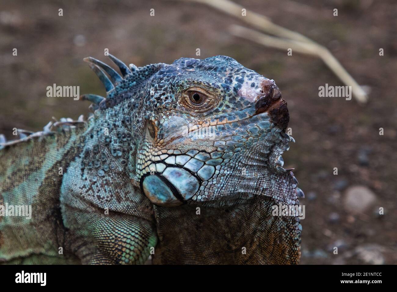 A close up of an iguanas face Stock Photo - Alamy