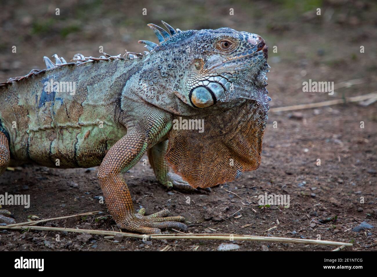 A close up of an iguanas face Stock Photo - Alamy