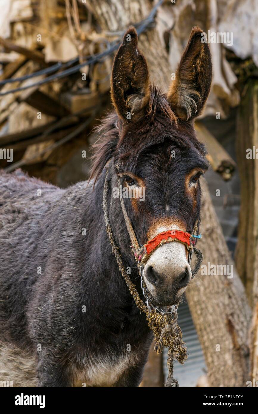 Esek High Resolution Stock Photography and Images - Alamy