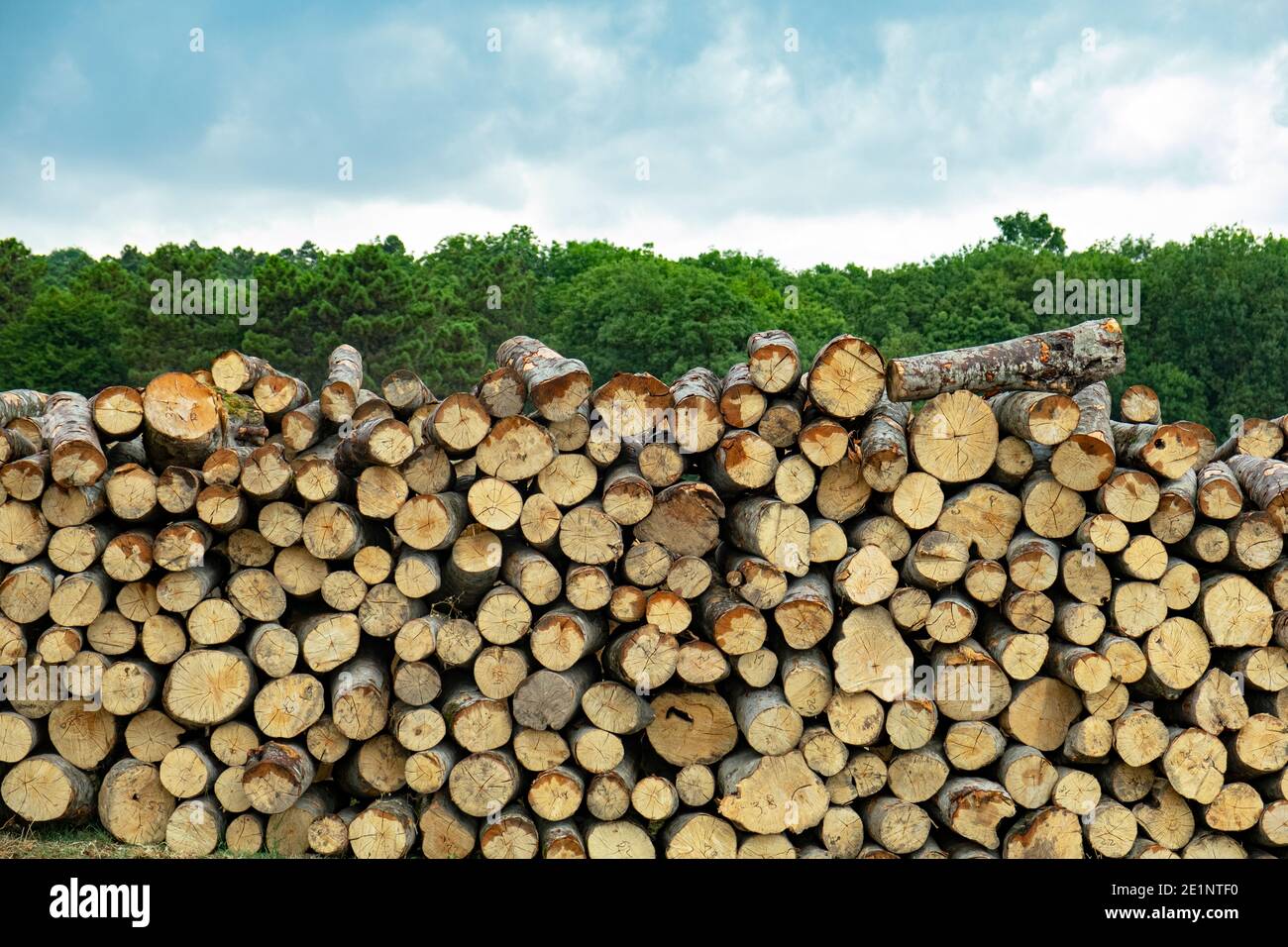 Pile of wood logs in field for forest industry. Line side by side ...