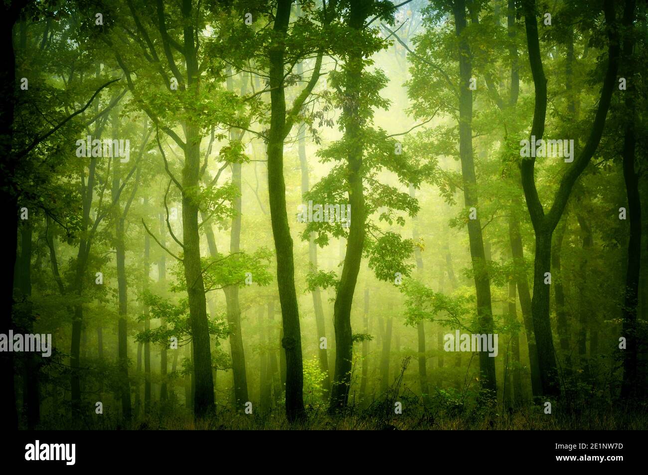 Indian botanical landscapes hi-res stock photography and images - Alamy