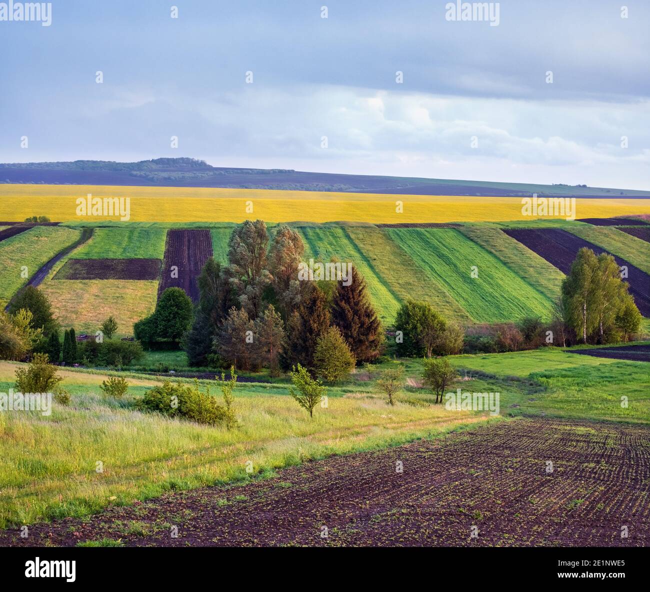 Spring yellow flowering rapeseed and small farmlands fields, cloudy ...
