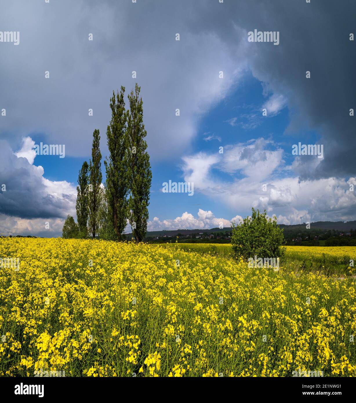 High poplar trees group in spring rapeseed yellow blooming fields view ...