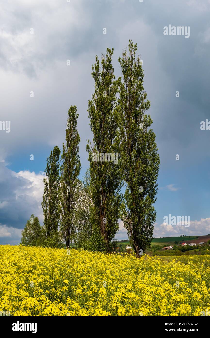 High poplar trees group in spring rapeseed yellow blooming fields view ...