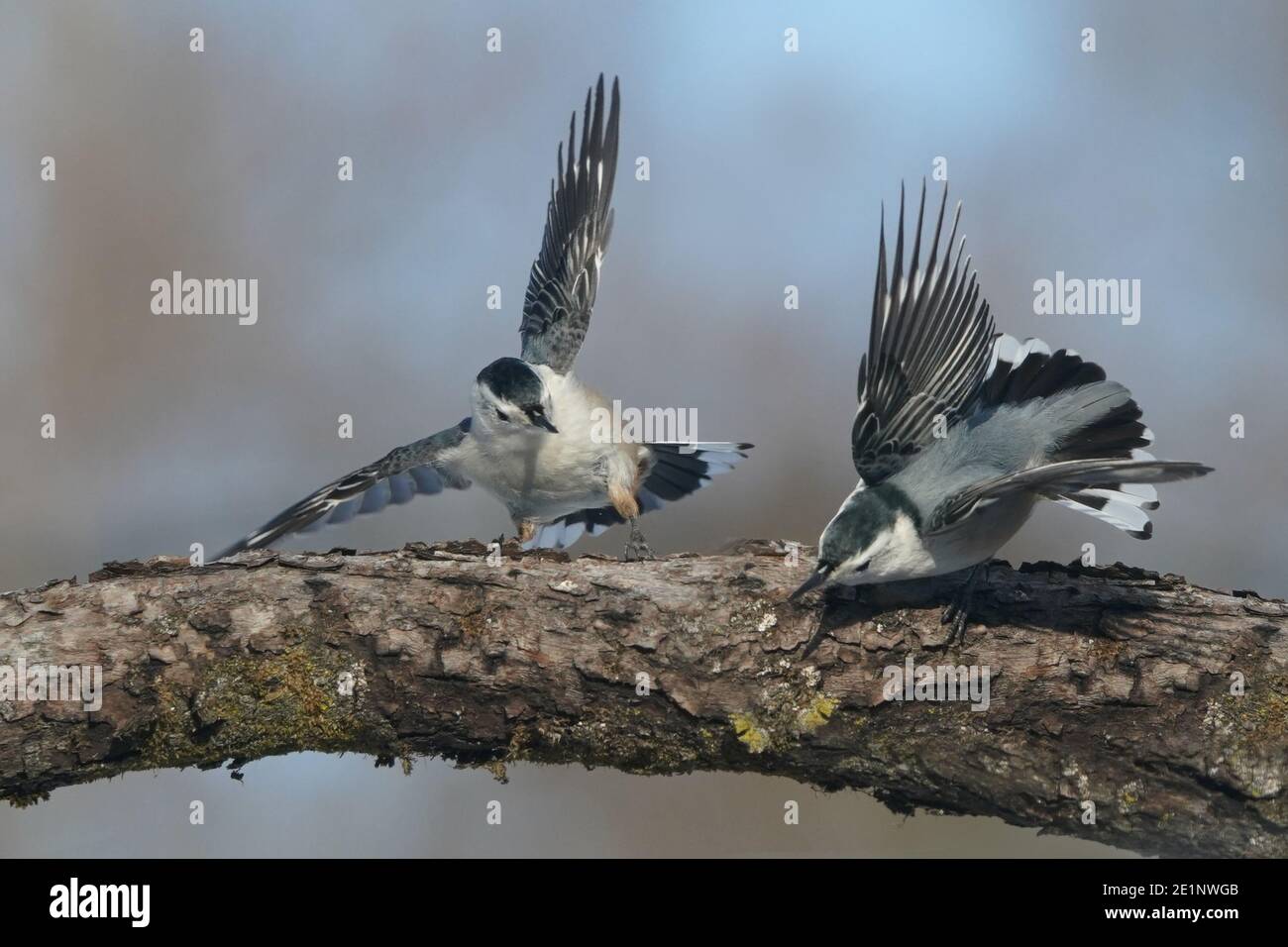 Nuthatches threating each other Stock Photo - Alamy