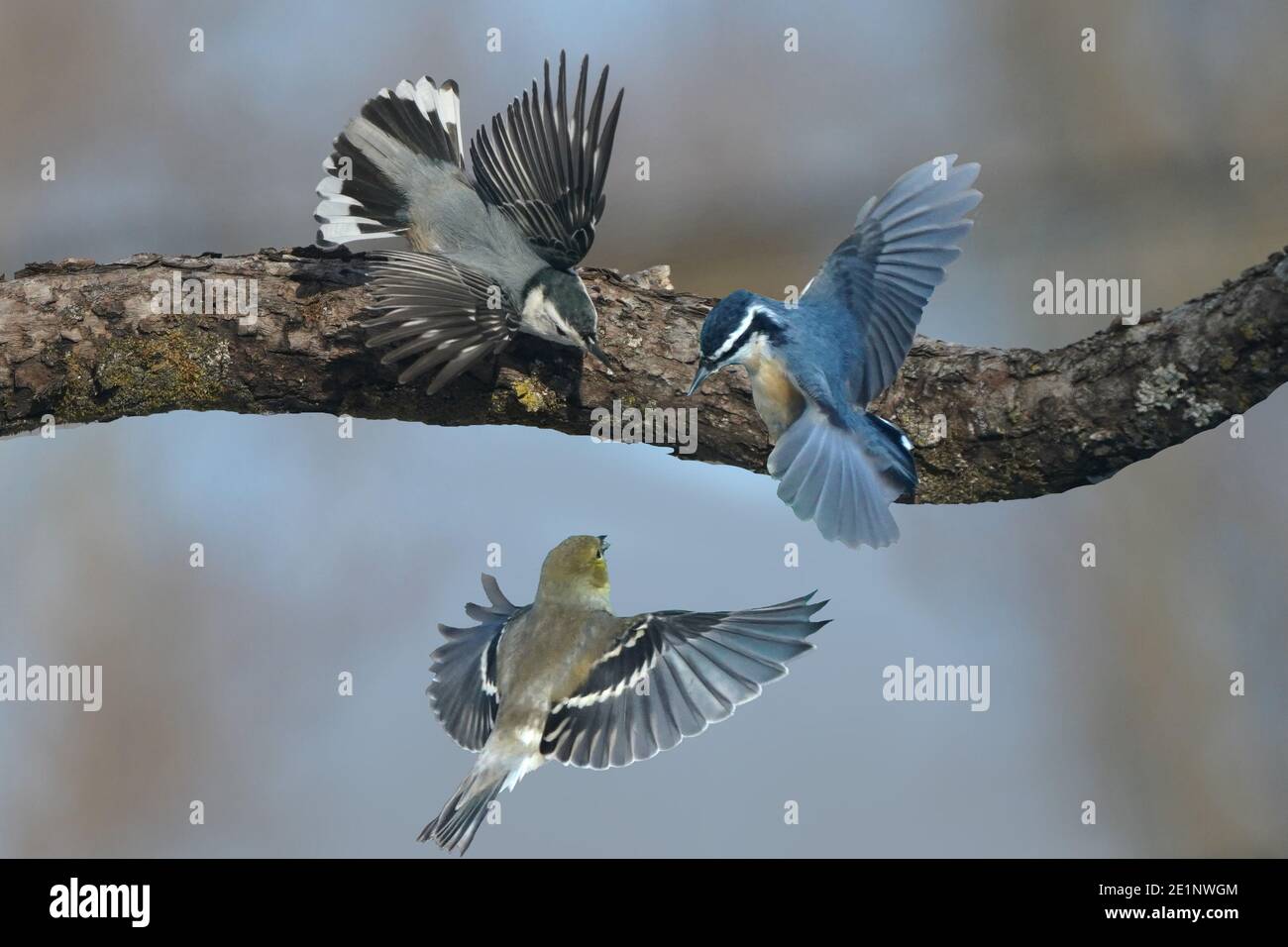 Two nuthatches hi-res stock photography and images - Alamy