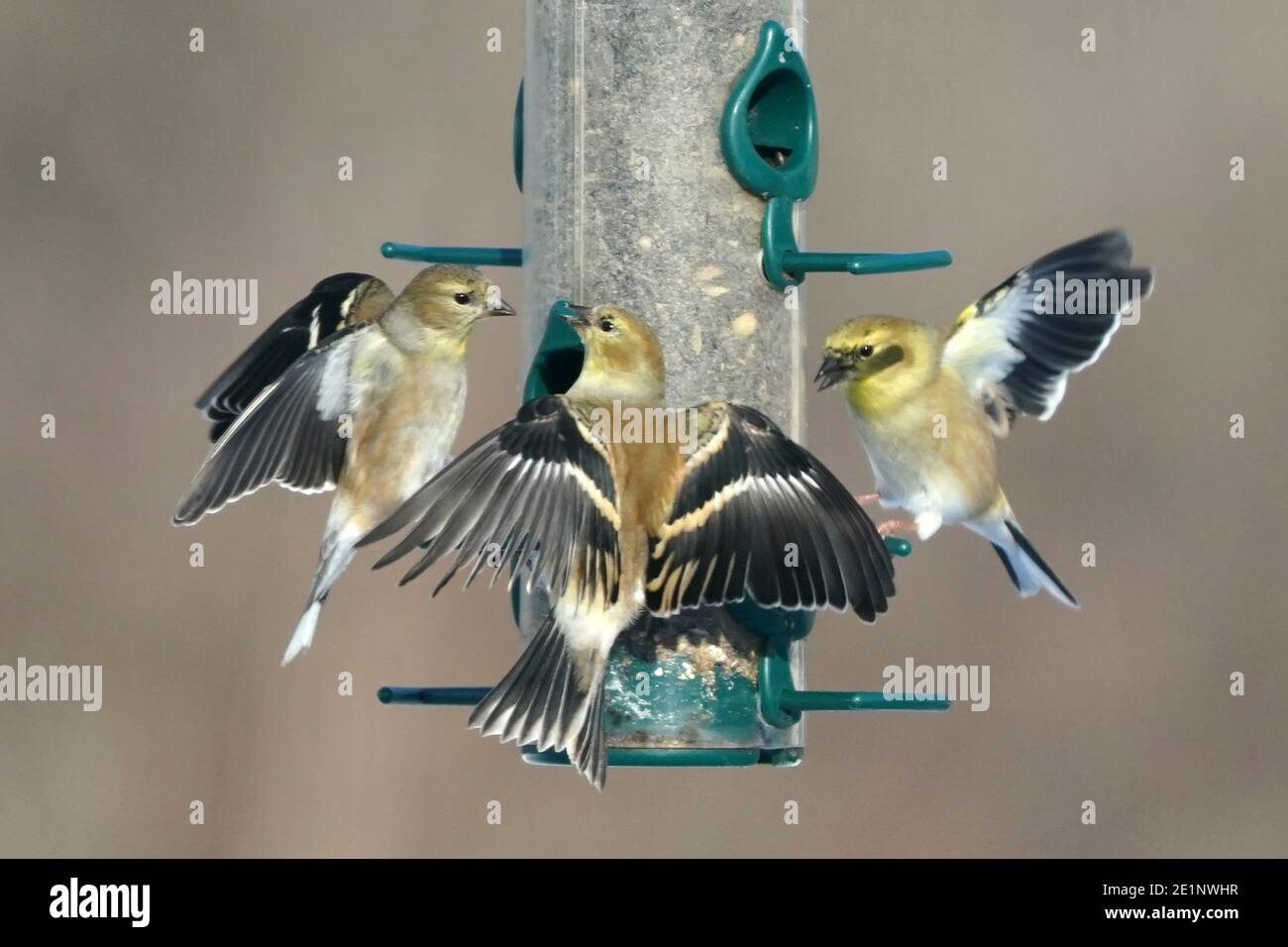 Multiple gold bars hi-res stock photography and images - Alamy