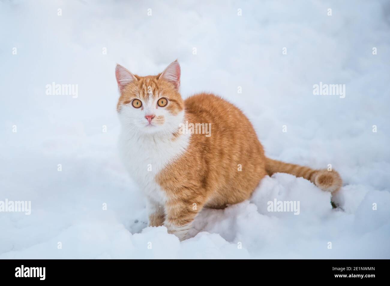 Red tabby hi-res stock photography and images - Alamy