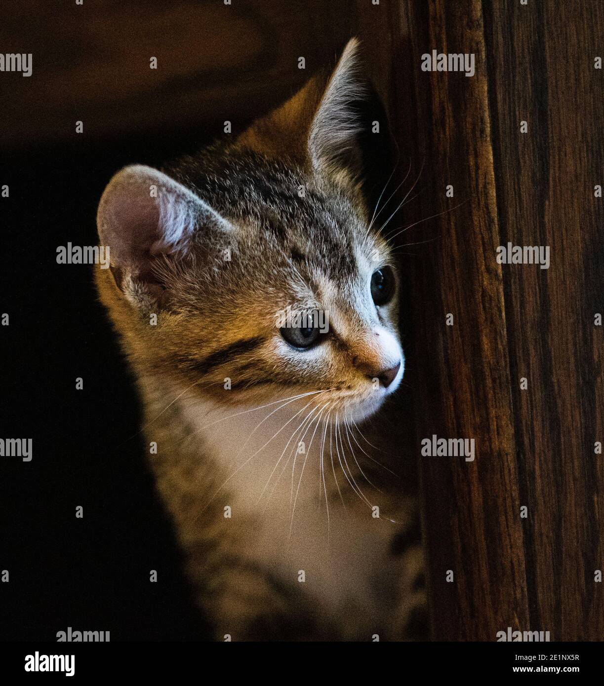 Kitten peeking hi-res stock photography and images - Alamy