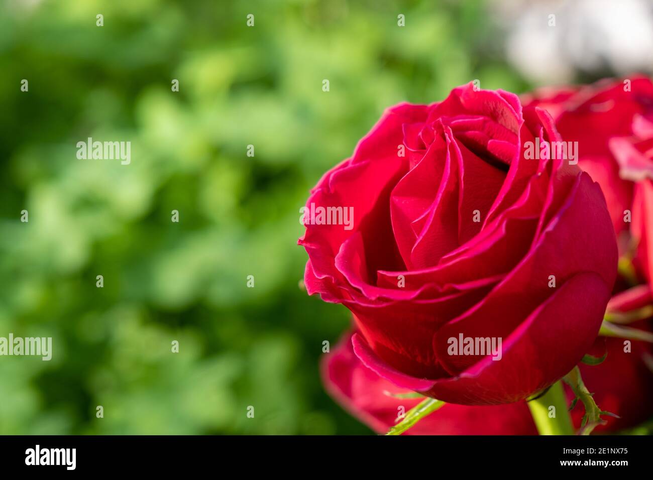 Celebration and special event concept: Close up and focus on a very red ...