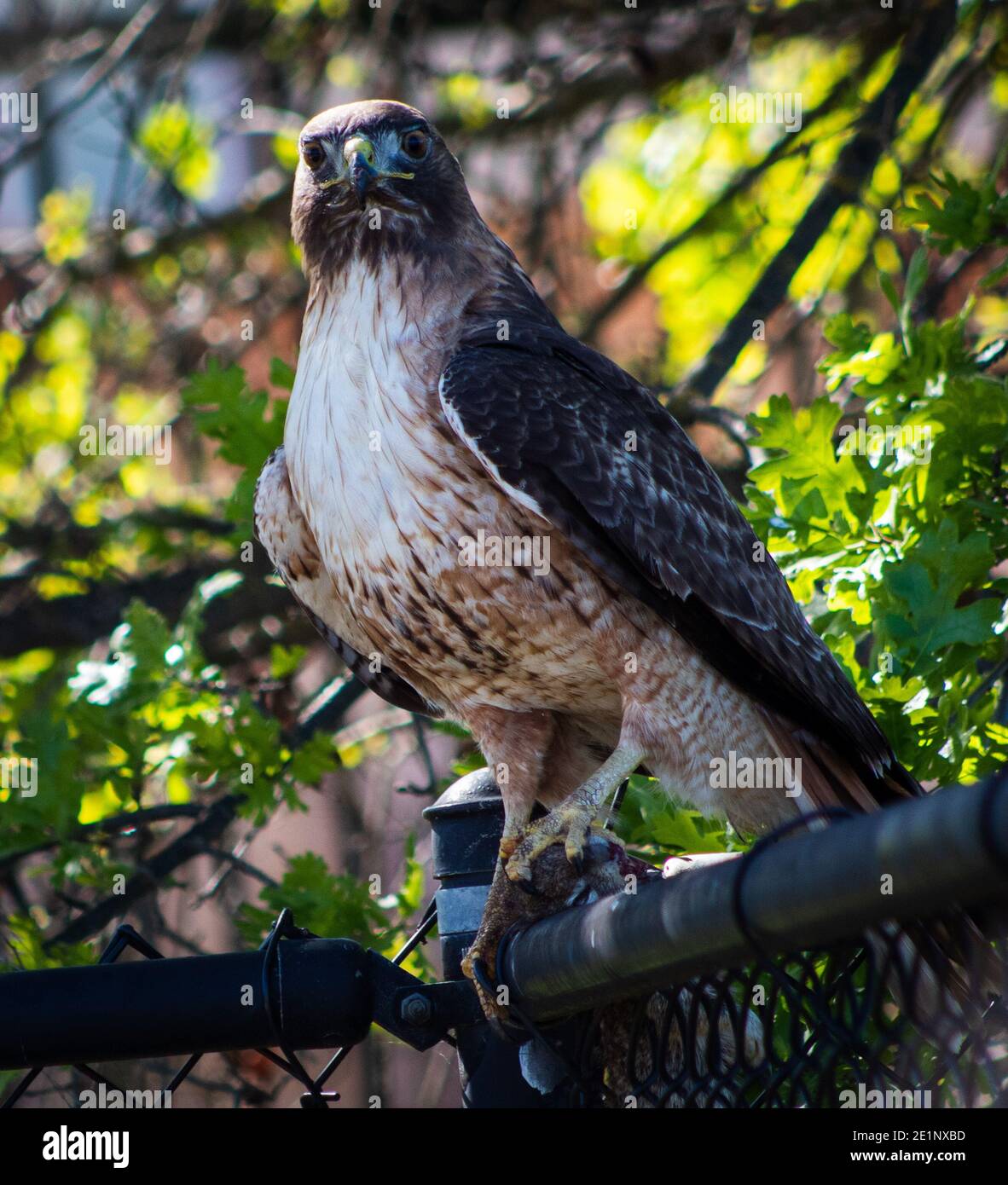 A Red Tailed Hawk resting in the shade Stock Photo - Alamy