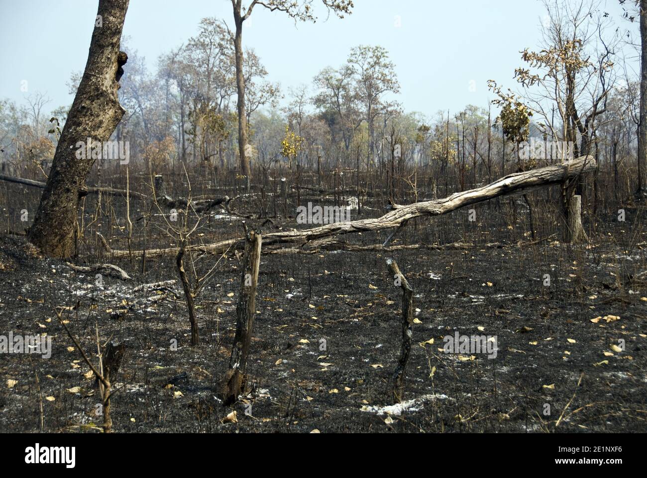 Tree farm fire hi-res stock photography and images - Alamy