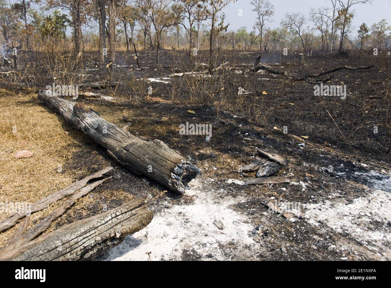 Ash and burnt trees in a farm field cleared for planting by burning ...