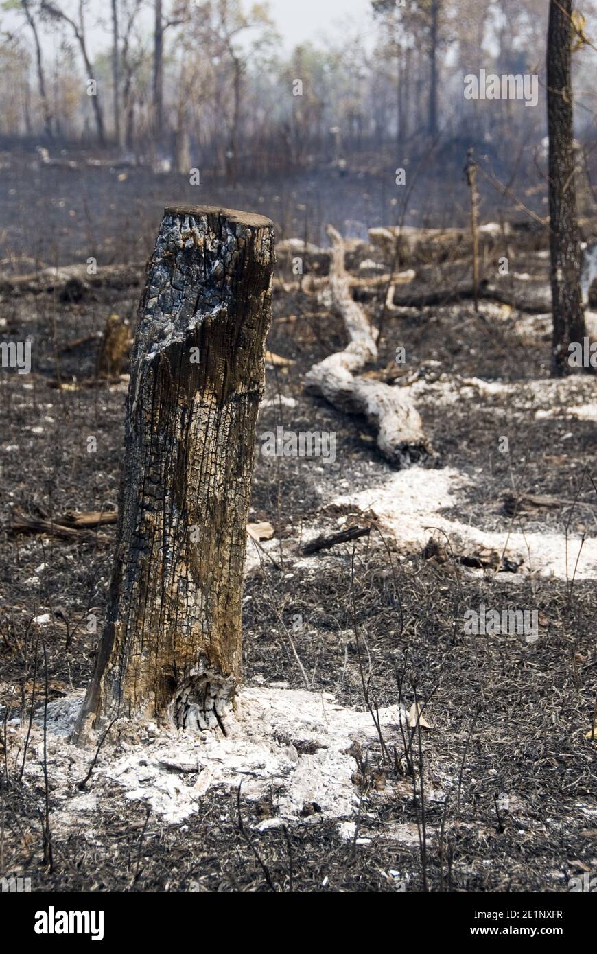 Ash and burnt trees in a farm field cleared for planting by burning ...