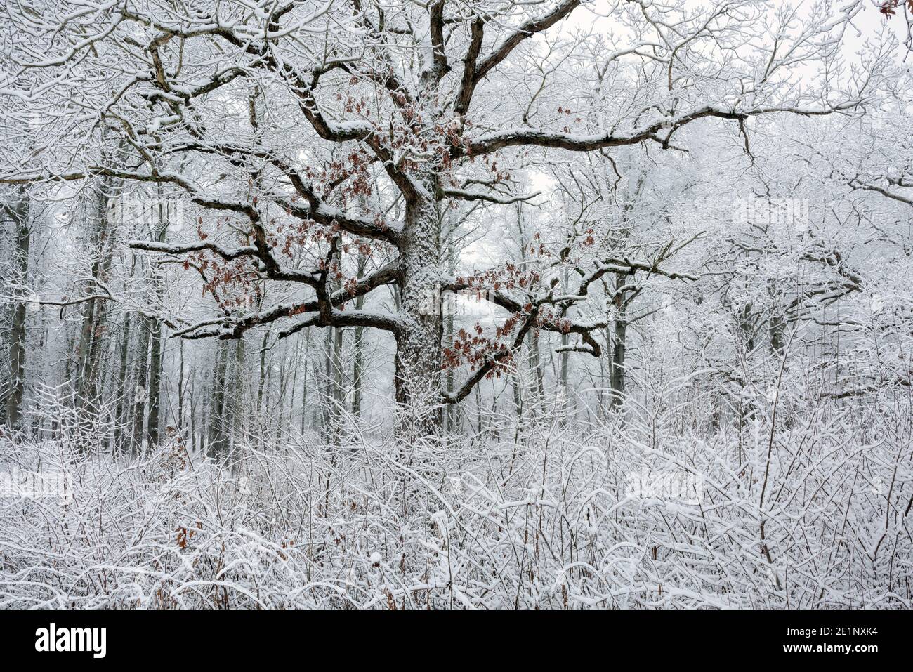 After a fresh coat of snow overnight a midwest Indiana hardwood forest ...