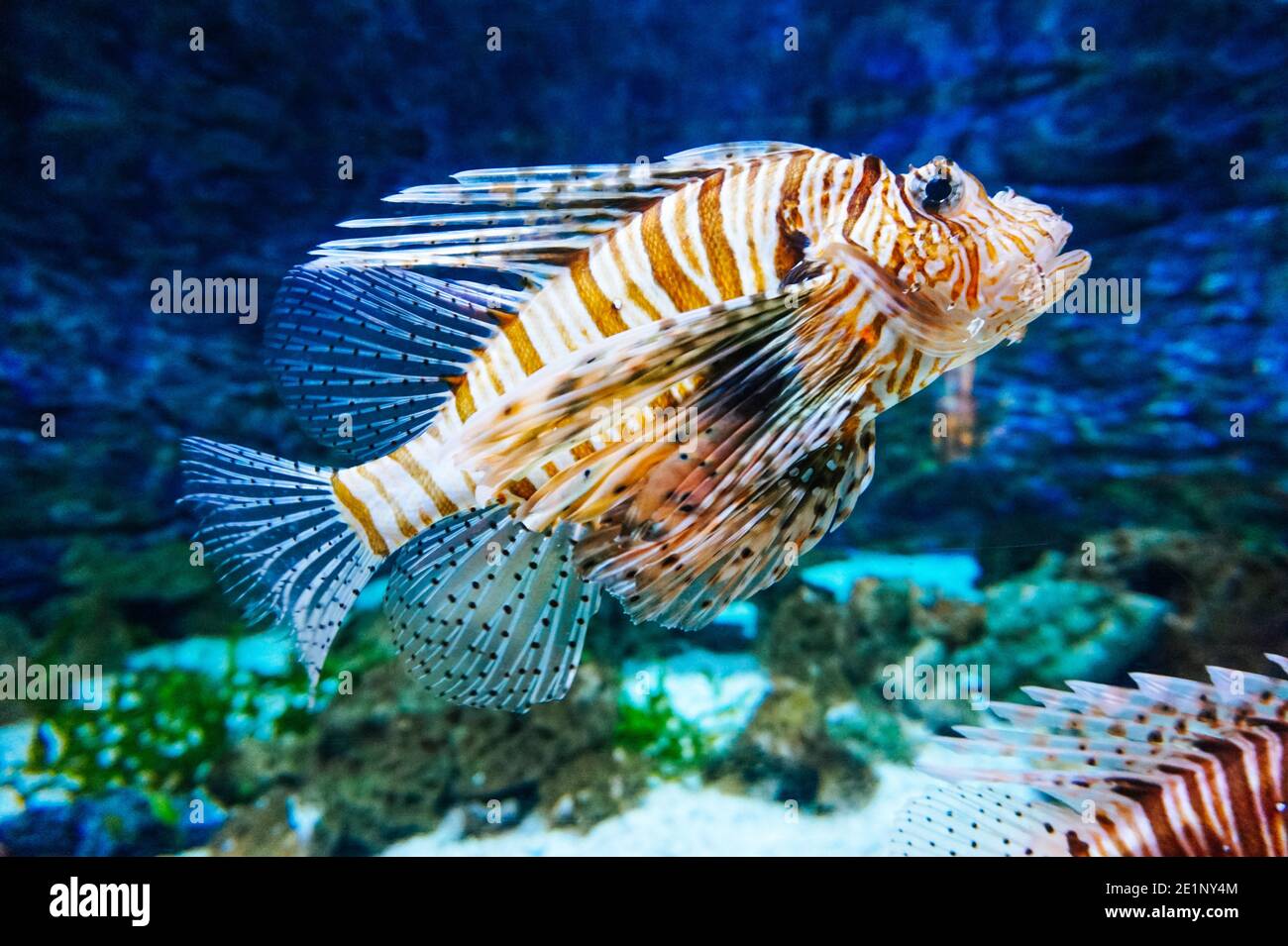 Orange, brown and white venomous coral reef fish Stock Photo - Alamy