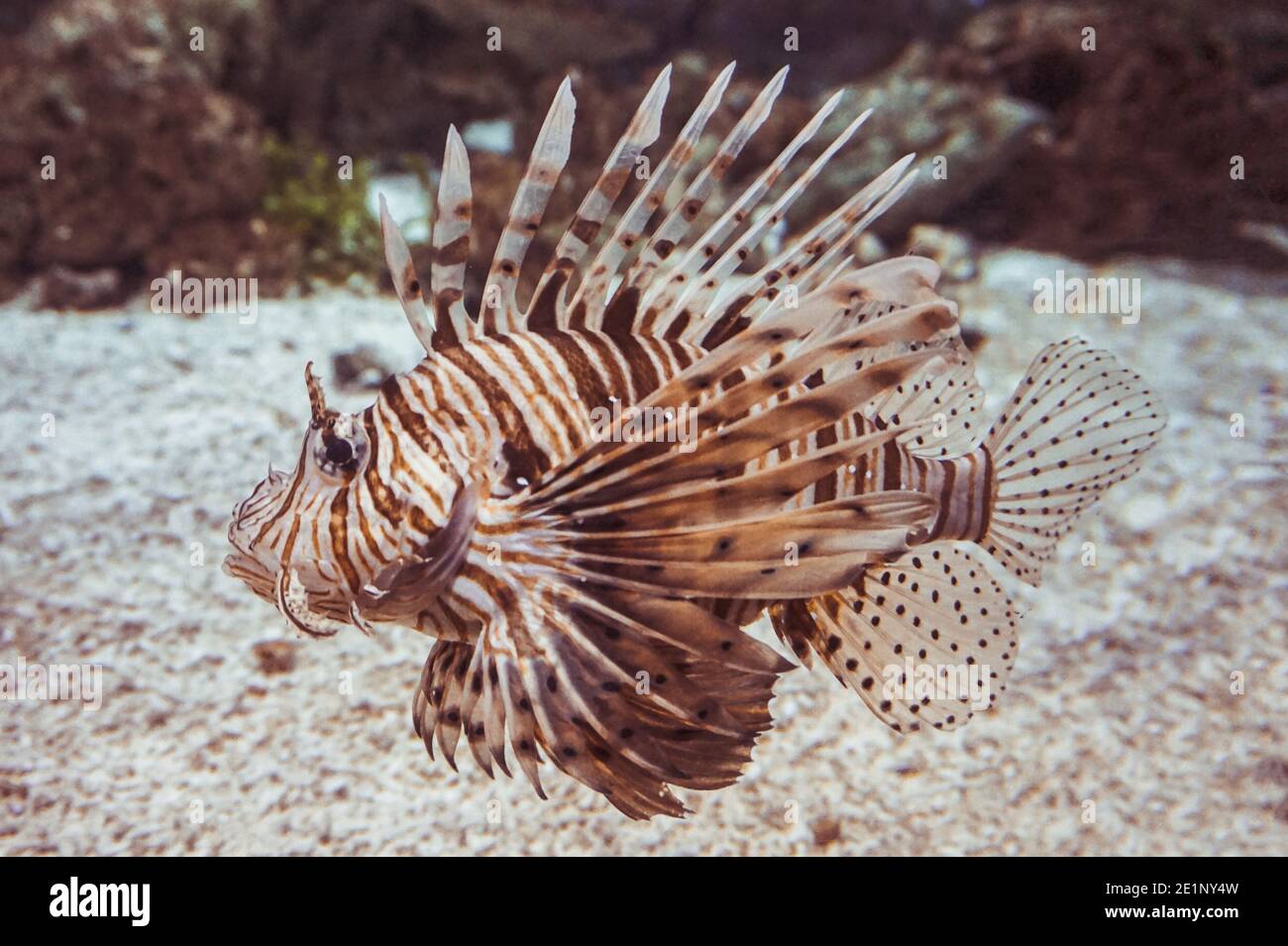 Orange, brown and white venomous coral reef fish Stock Photo - Alamy