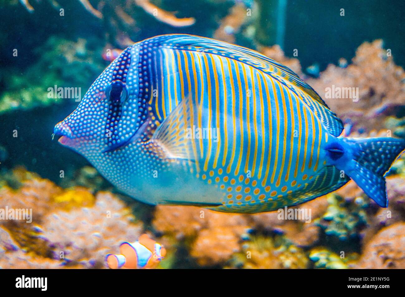 Acanthurus coeruleus - blue saltwater fish Stock Photo - Alamy