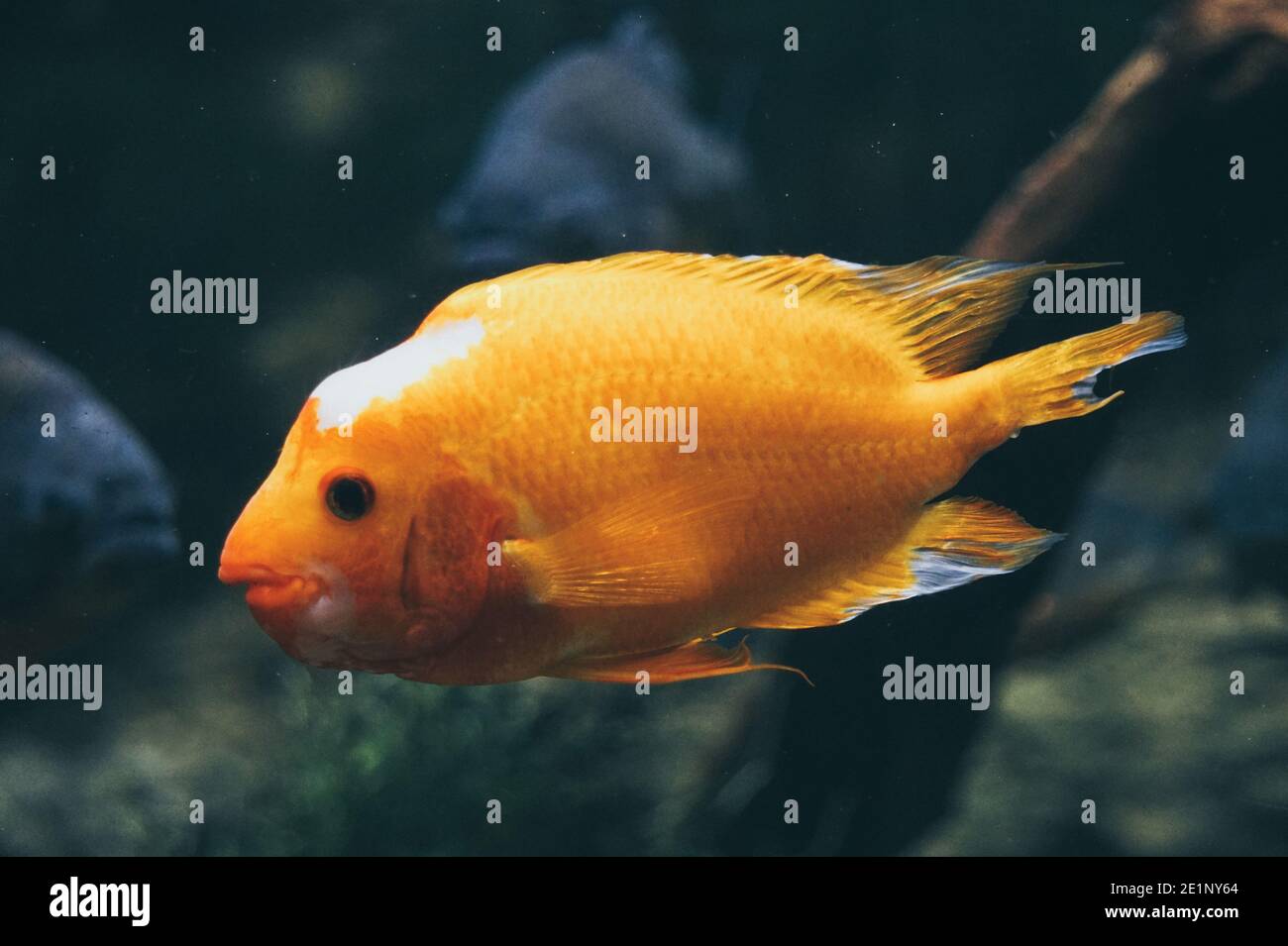 Amphilophus citrinellus - orange fish Stock Photo - Alamy