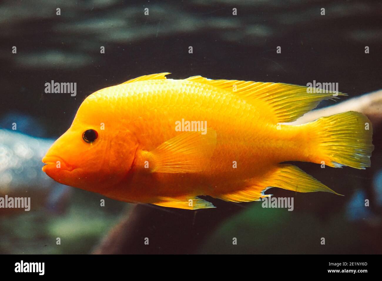 Amphilophus citrinellus - orange fish Stock Photo - Alamy