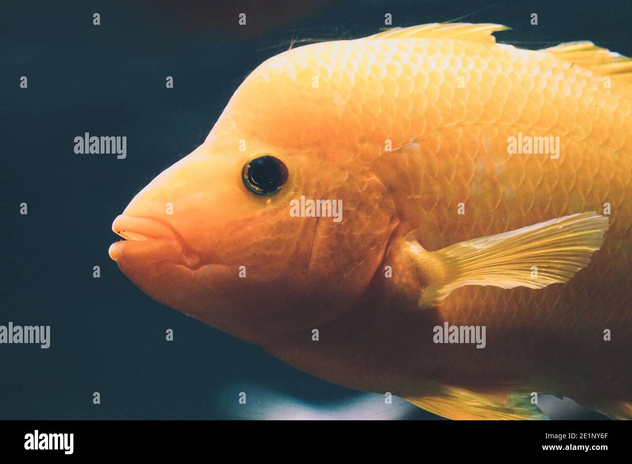 Amphilophus hi-res stock photography and images - Alamy