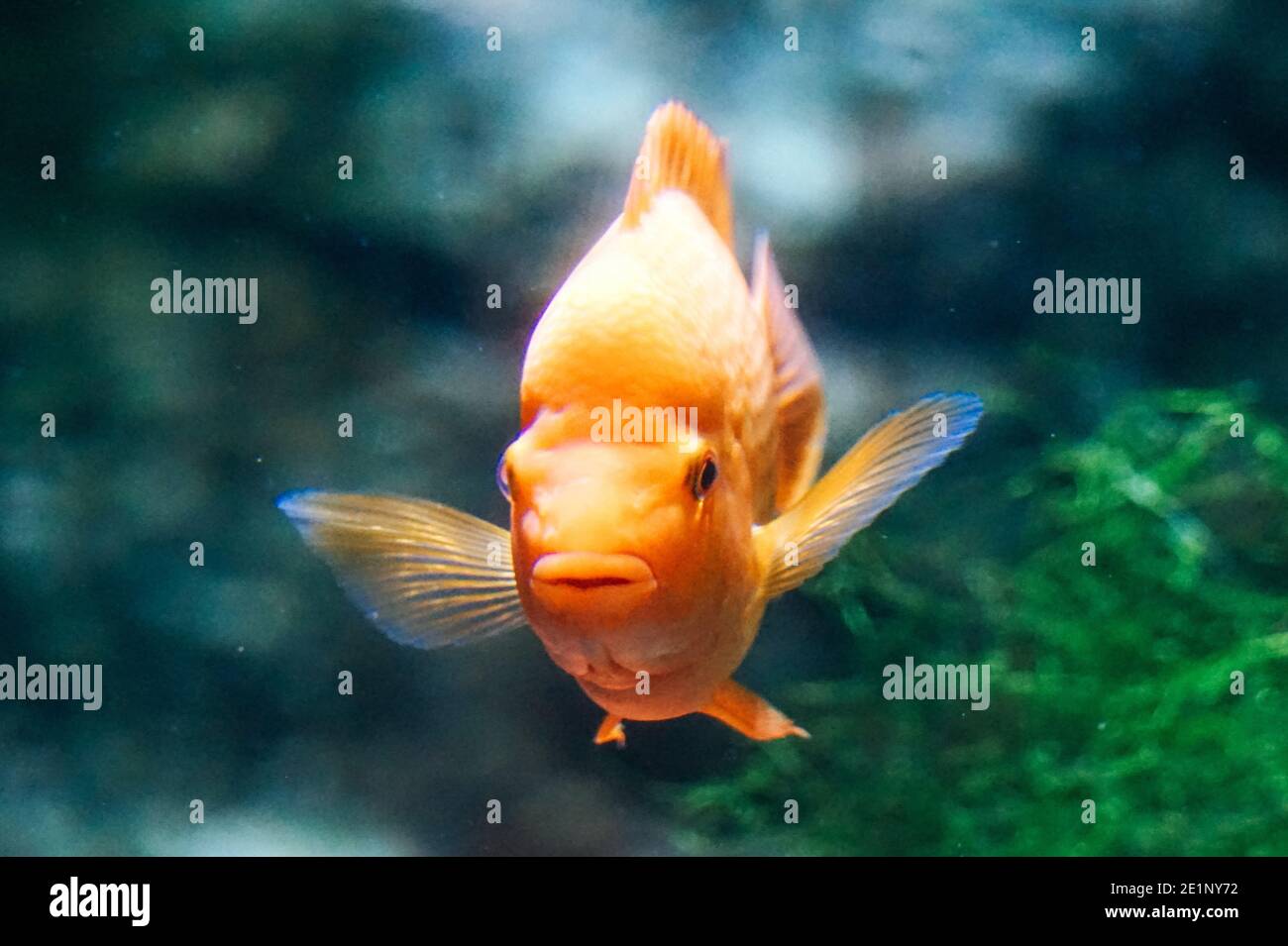 Citrinellus hi-res stock photography and images - Alamy